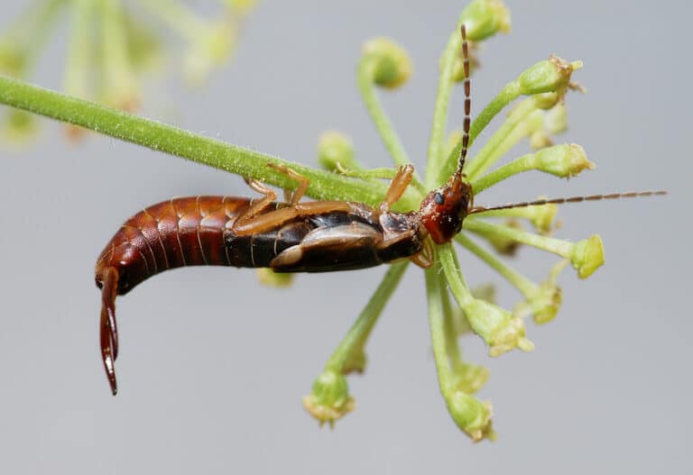 Why Earwigs Are Bad For Your Lawn | ArbroLawn | Lansing, MI